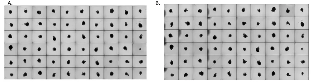 Complete guide to organoid culture protocol - more:science